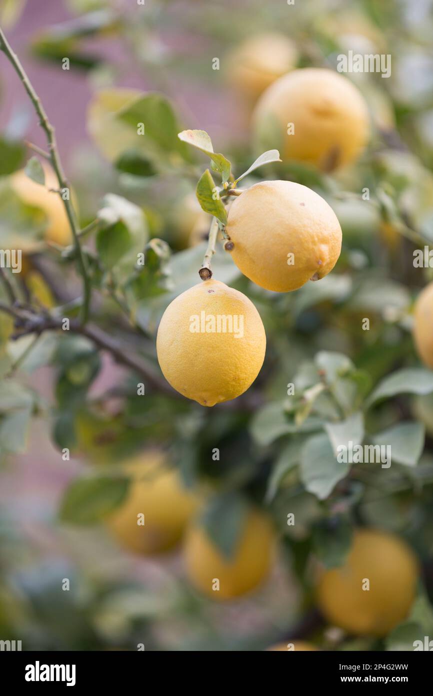 Growing lemon trees hi-res stock photography and images - Alamy