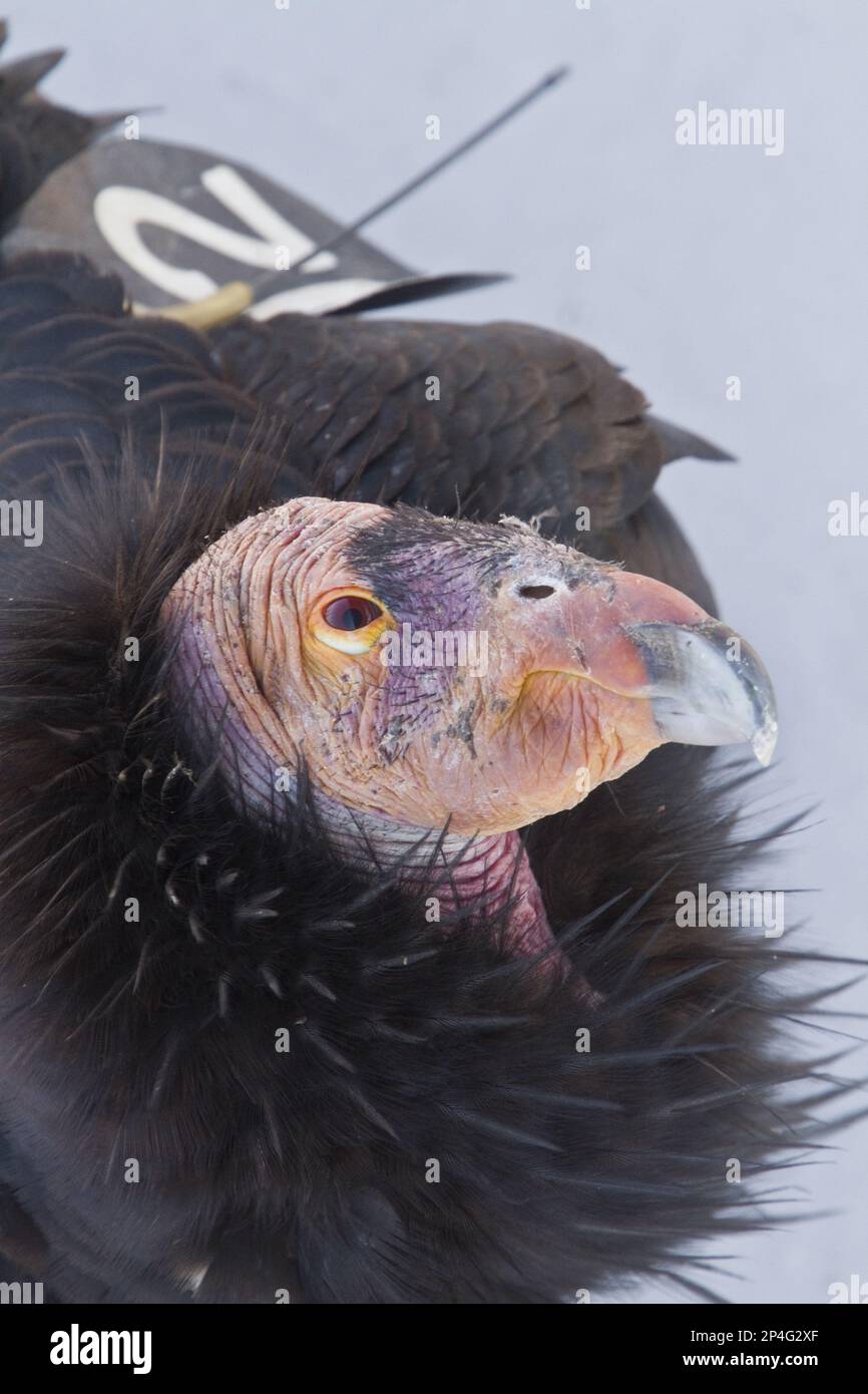 California Condor, California Condors, Vultures, Birds of Prey, Animals ...
