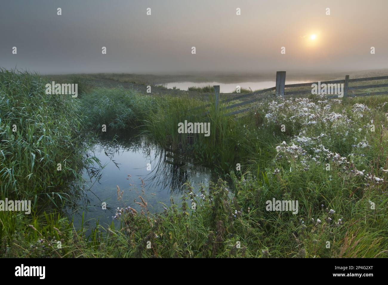 View of water filled ditch and reedbed on coastal grazing marsh habitat ...