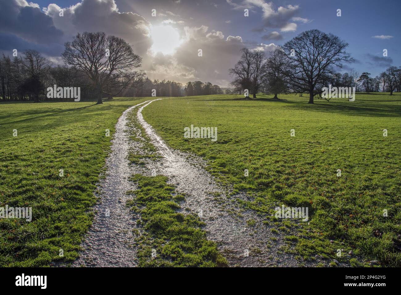 Mud track through parkland, Leagram, Chipping, Lancashire, England ...