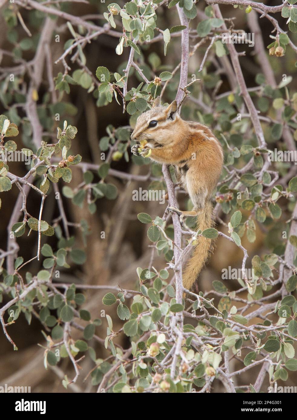 Least chipmunk (Eutamias minimus), Rodents, Mammals, Animals, Least ...