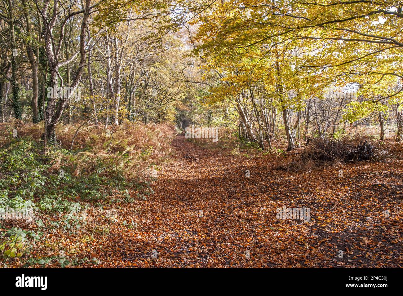 Track covered with leaf litter among trees in autumn colours, Little ...