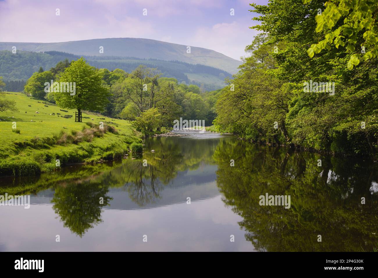View of river and riverside trees, River Hodder, Whitewell, Forest of ...