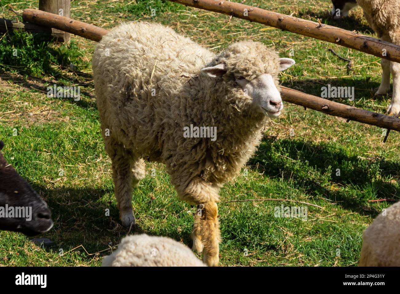 The sheep are pasturing on the farm, care of household pets. Warm ...