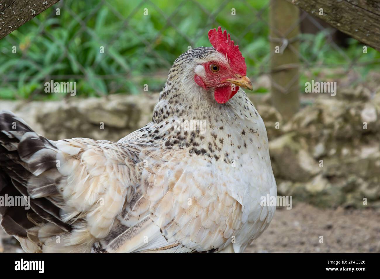 Red hen on farm. Homemade poultry. Chicken in a traditional poultry ...