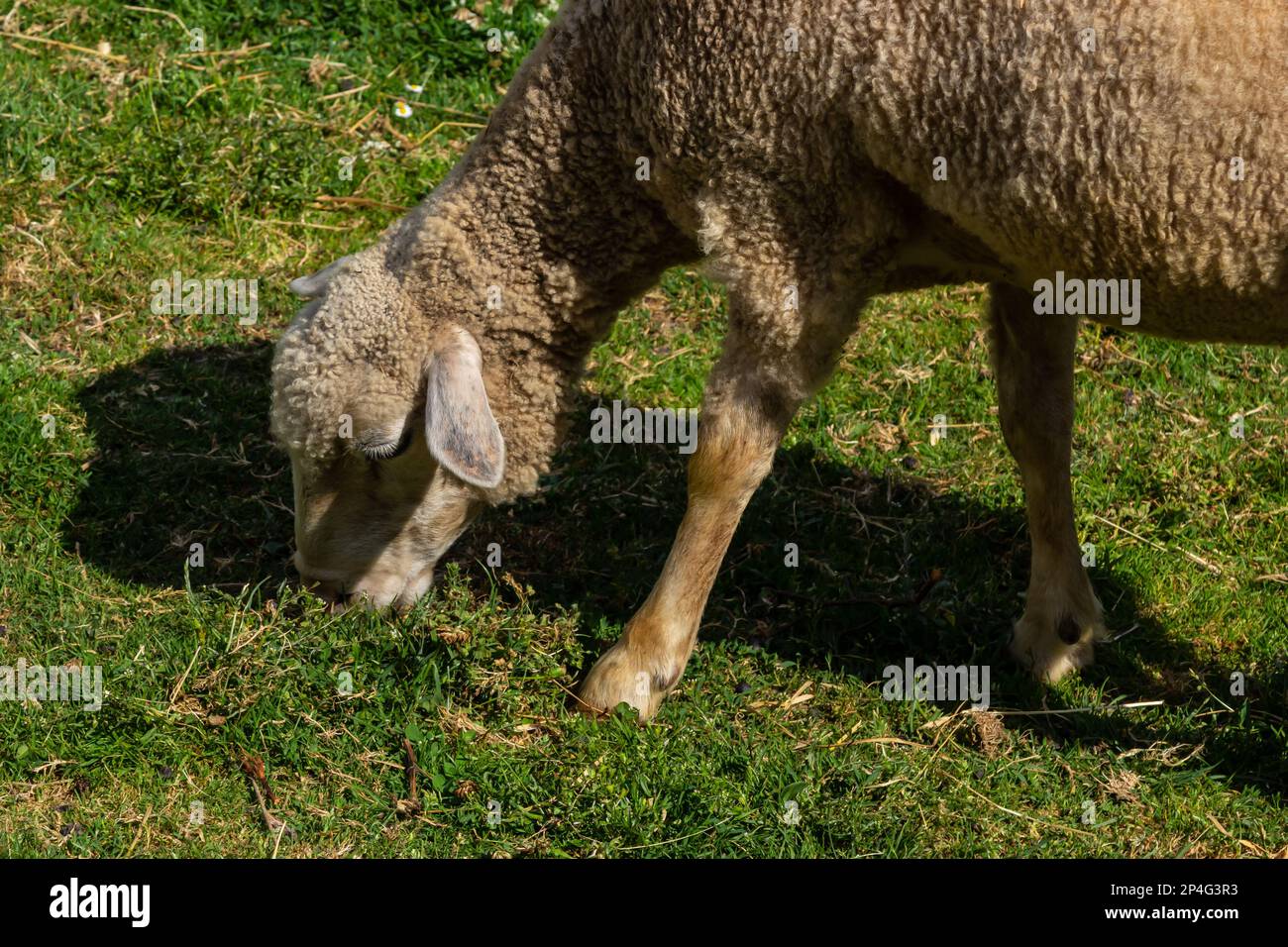 The sheep are pasturing on the farm, care of household pets. Warm ...