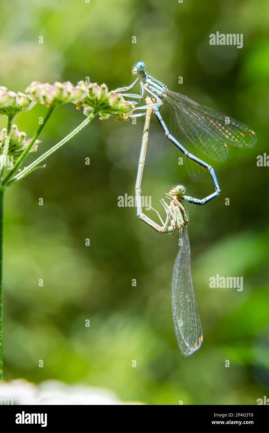 Close-up of two Feather Dragonflies Platycnemis pennipes mating ...