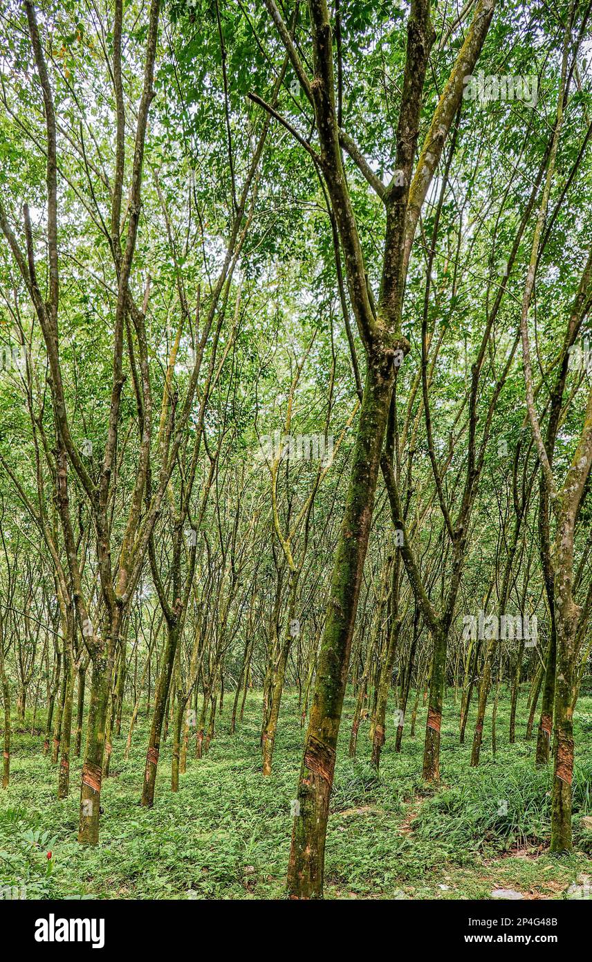 09 07 2007 Rubber trees in rubber plantations of farmers The ...