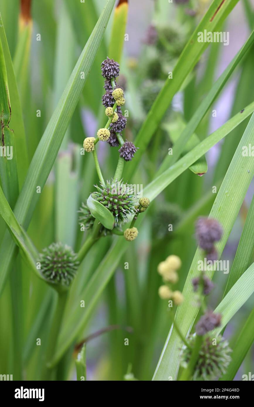 Sparganium erectum, comnonly known as simplestem bur-reed or branched ...