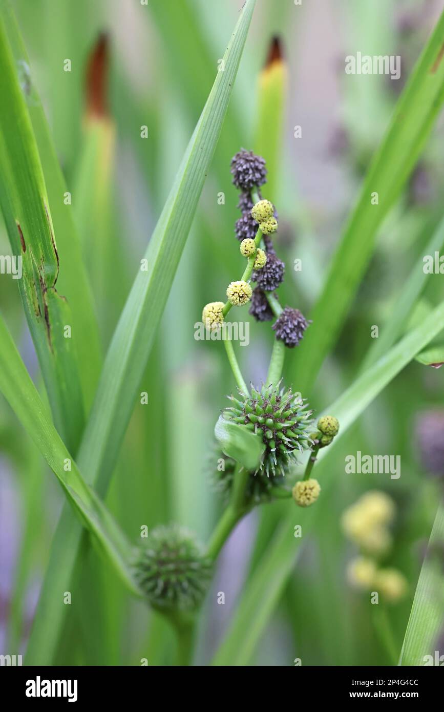 Sparganium erectum, comnonly known as simplestem bur-reed or branched ...