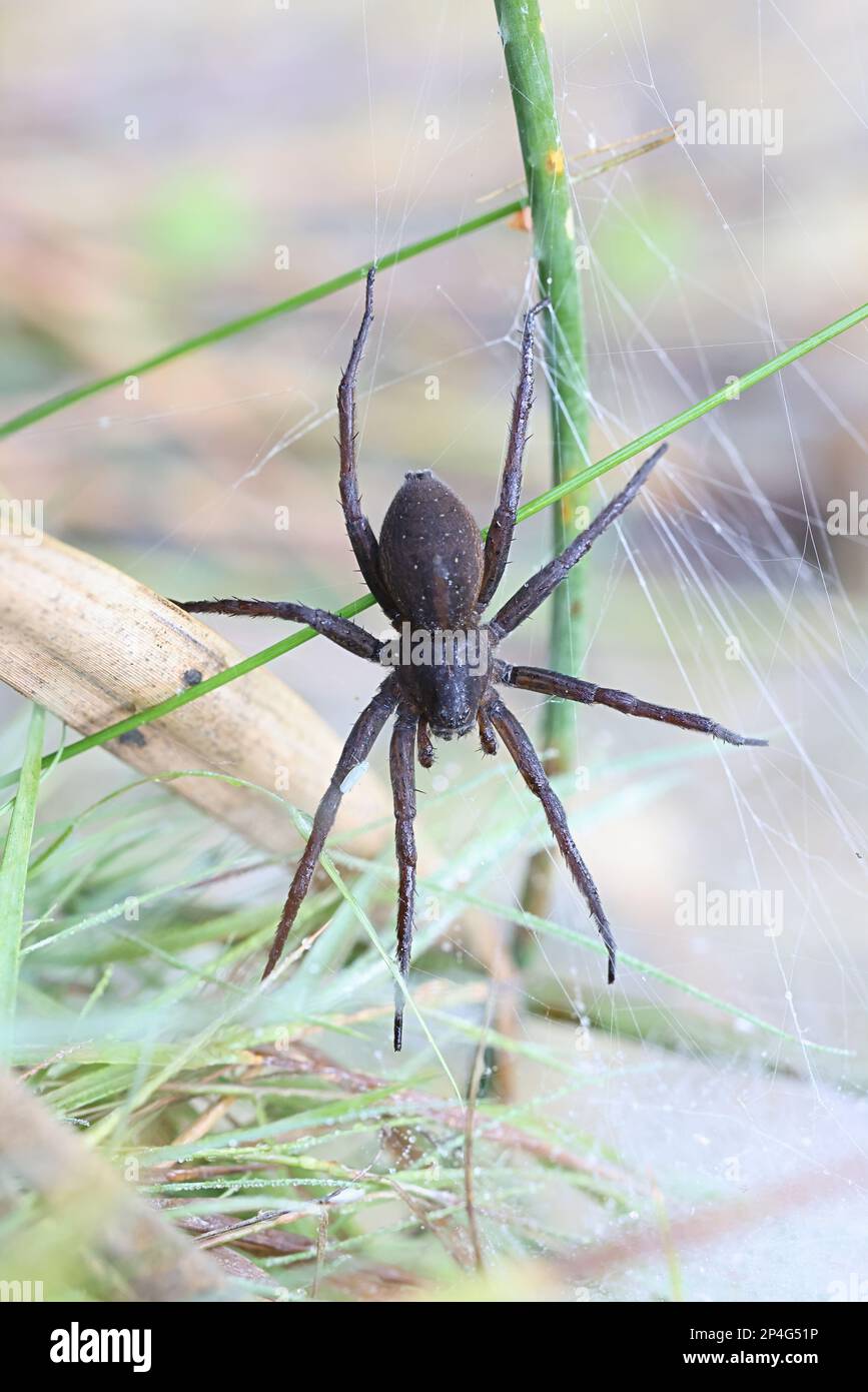 Dolomedes plantarius, commonly known as great raft spider or fen raft ...