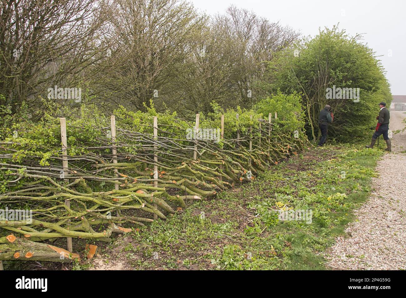 Badger Walker lays a hedge in traditional Derbyshire style with wooden ...