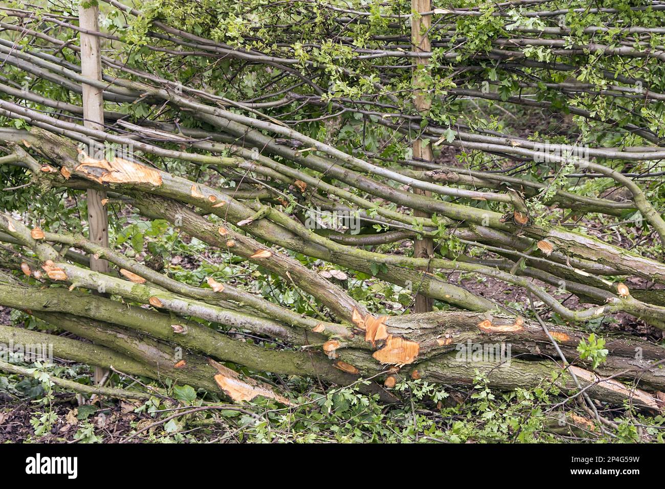 Traditional Derbyshire style hedge laying with stakes Stock Photo - Alamy