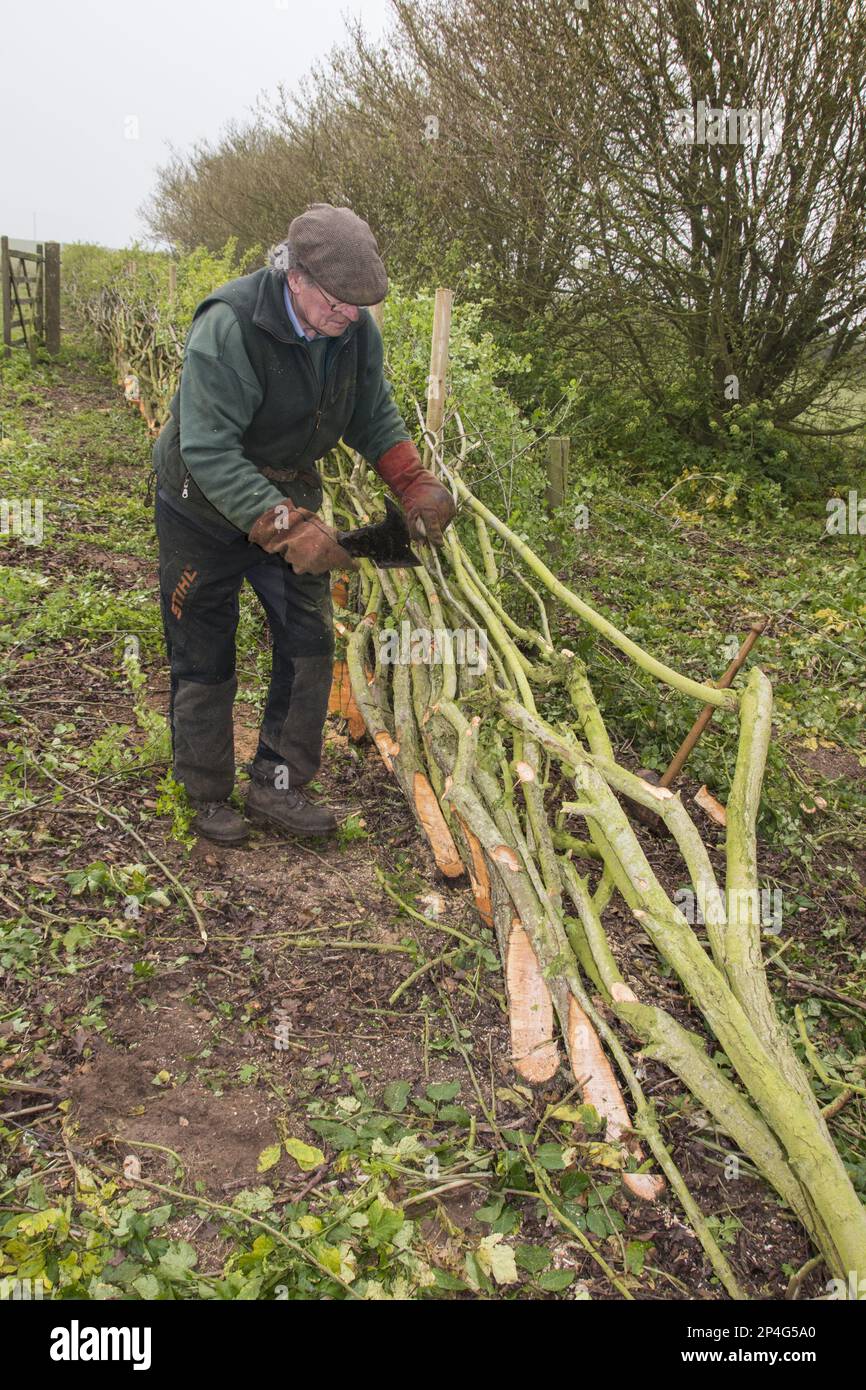 Badger Walker lays a hedge in traditional Derbyshire style with wooden ...
