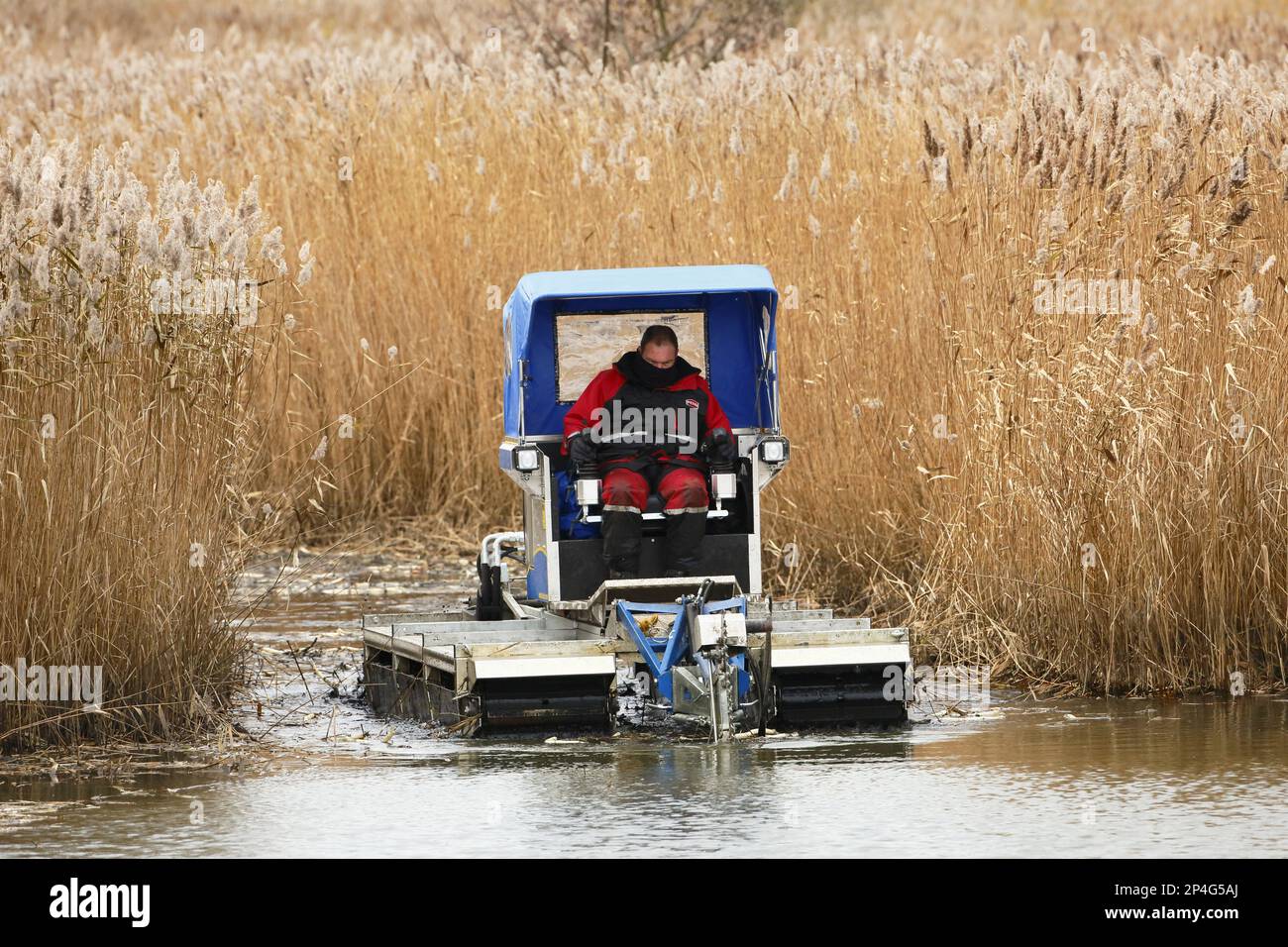Habitat management for conservation, workers cutting channels in reeds ...