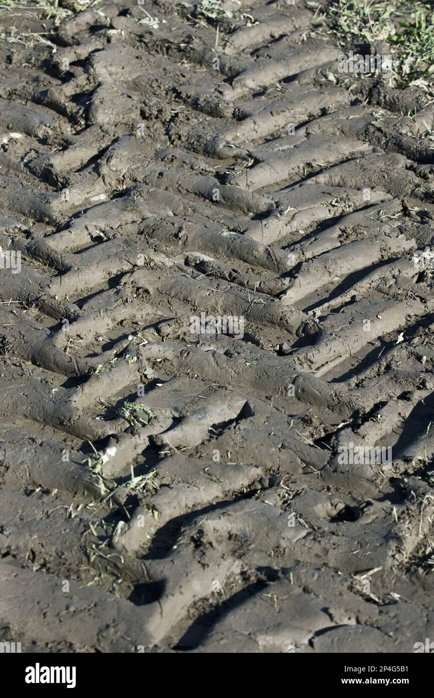 Tractor tyre tracks in muddy field, Sweden Stock Photo - Alamy
