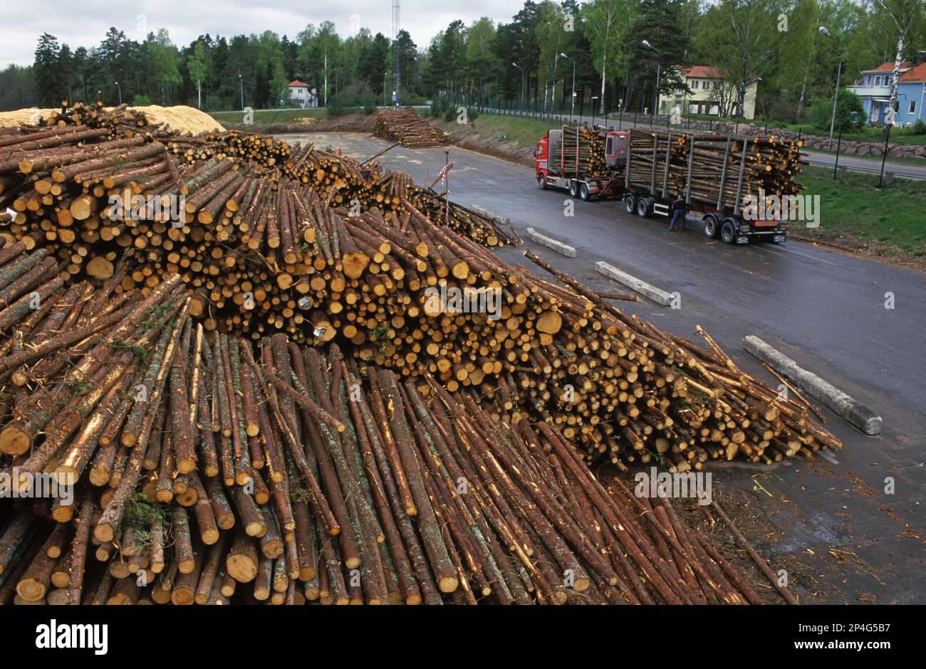 Stacks of felled tree trunks and transport trolleys at the pulp mill ...