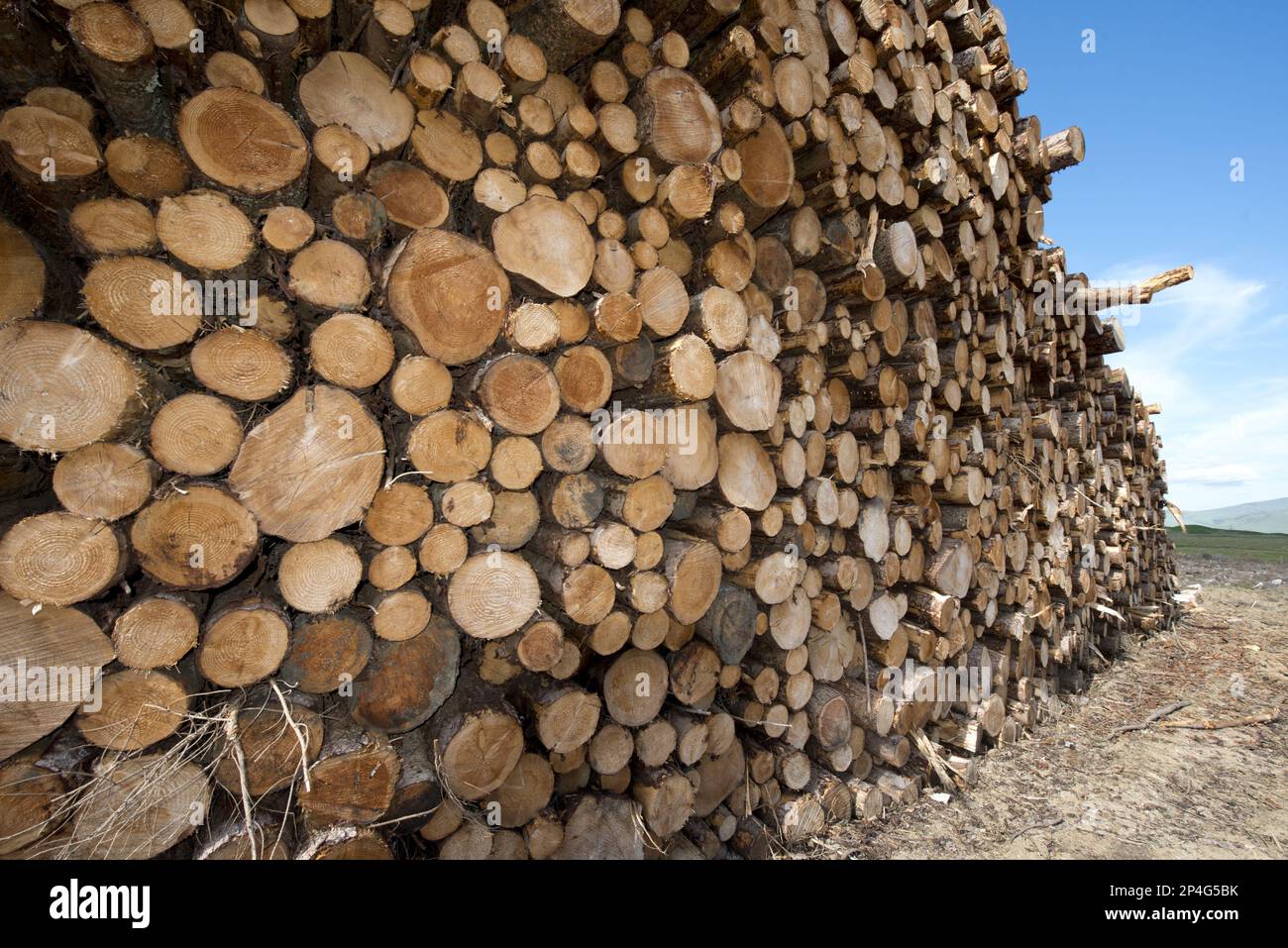 Log piles after timber industry operation near Killin, Trossachs ...