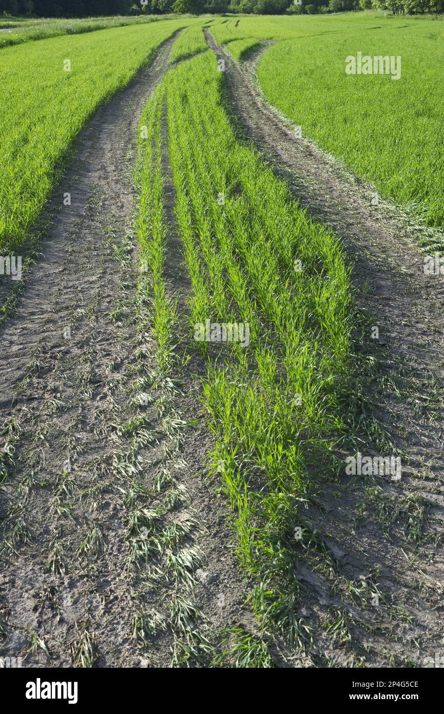 Field tramlines hi-res stock photography and images - Alamy