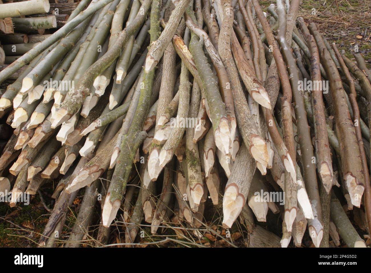 Cut stems made into stakes, in coppice woodland, Ox Close Wood ...