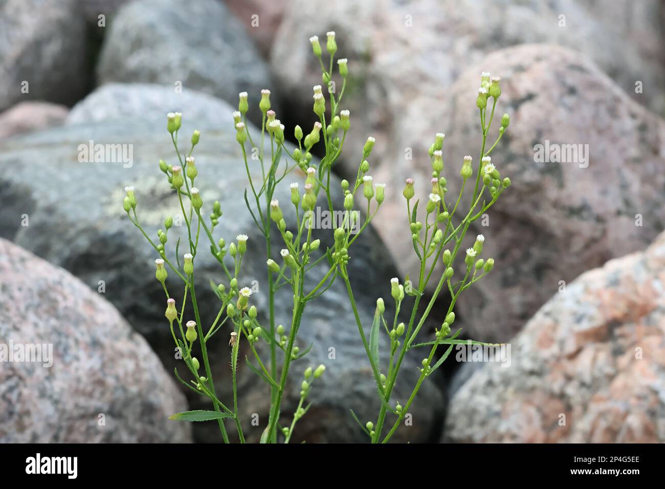 Canadian Fleabane, Erigeron canadensis, also known as Butterweed ...