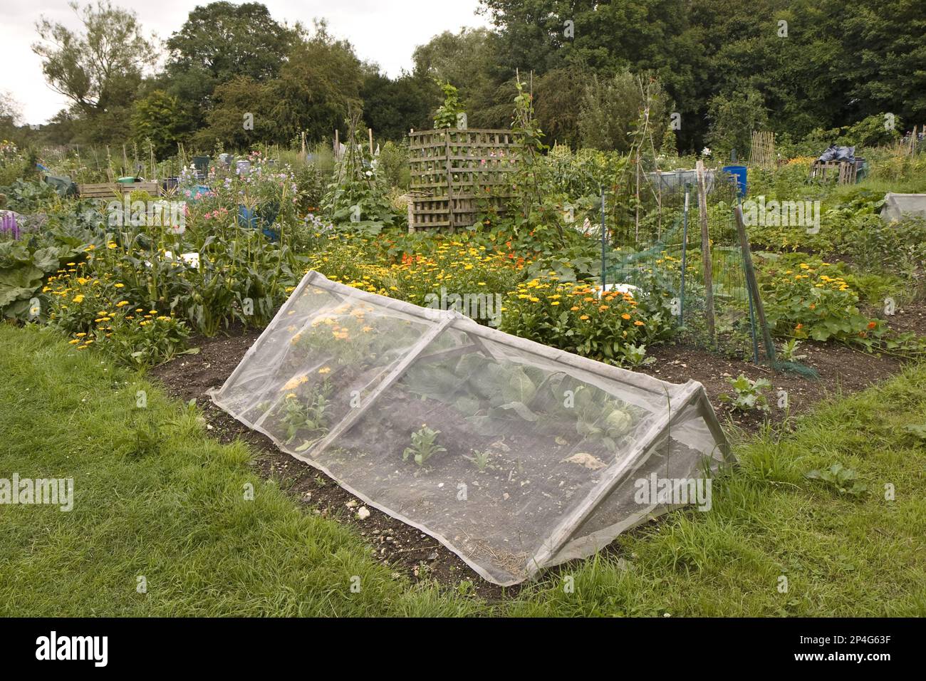 Allotment with fine mesh cage to keep out insect pests, Dorchester ...