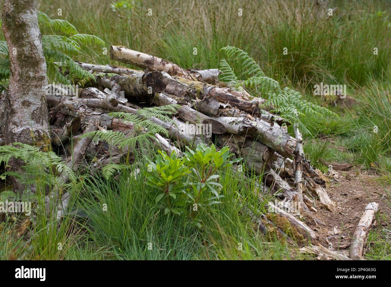 Piles of logs in a woodland clearing used as a wildlife habitat, Dorset ...