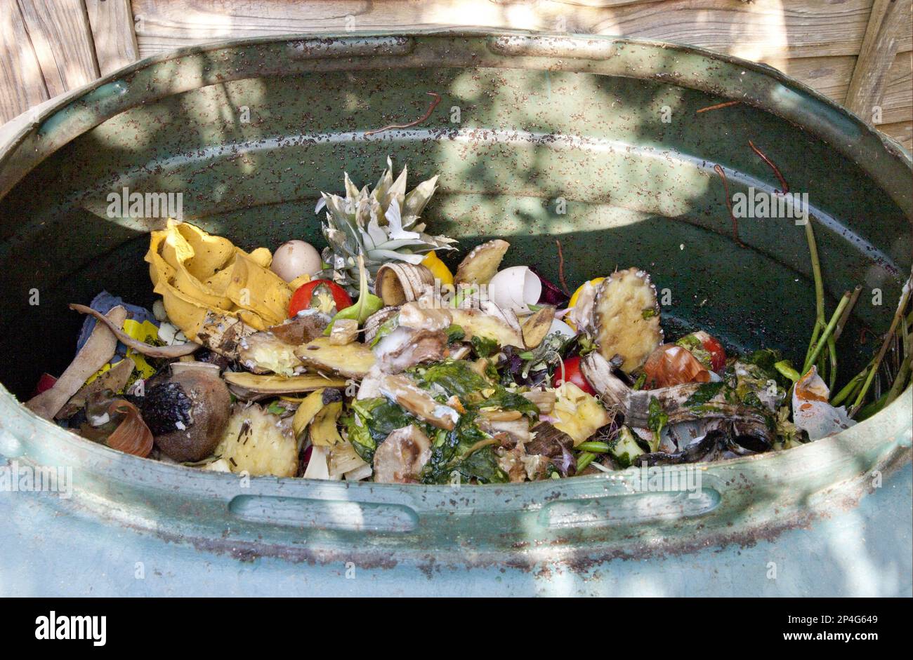 Plastic garden compost bin with rotting fruit and vegetable remains ...