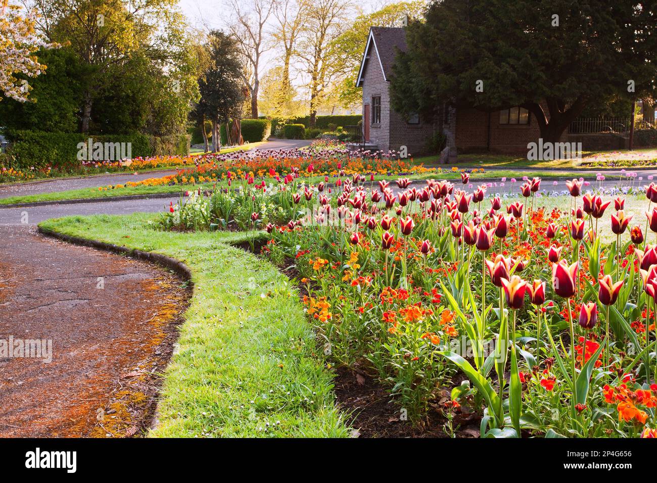 View of a garden with tulips in flower beds at sunrise, Victoria Park ...