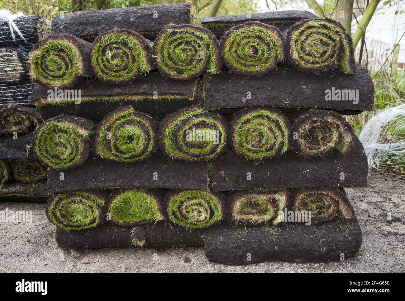 Rolls of lawn turf for laying in garden, England, United Kingdom Stock ...