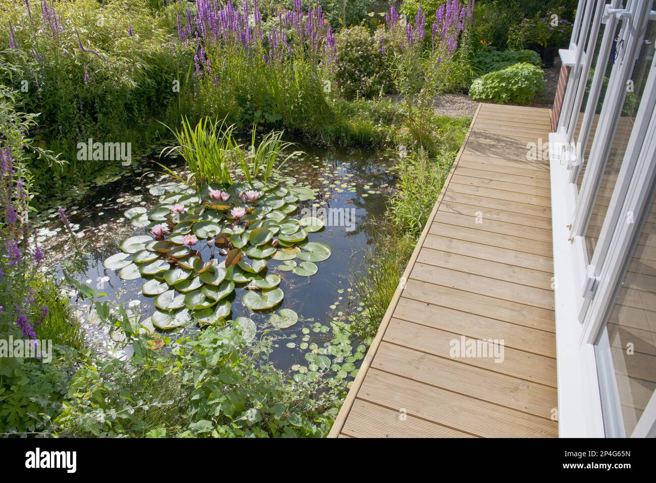 Wildlife garden pond with boardwalk and conservatory, Norfolk, England ...