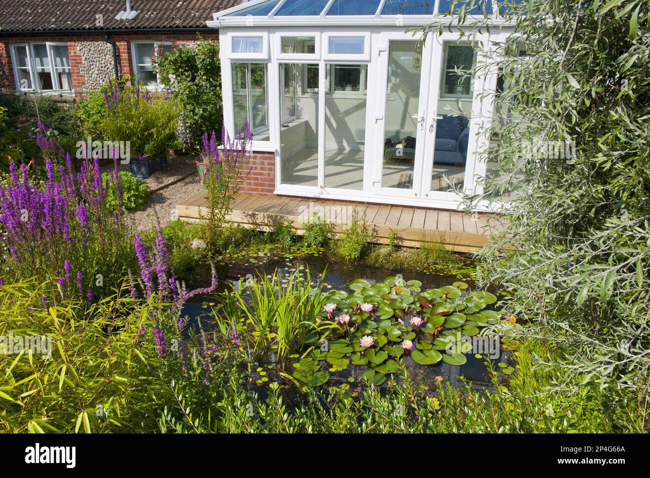 Wildlife garden pond with boardwalk and conservatory, Norfolk, England ...