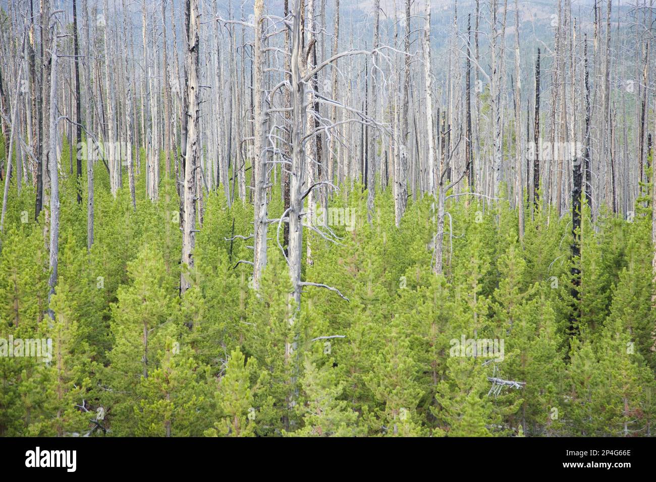 Dead stems hi-res stock photography and images - Alamy