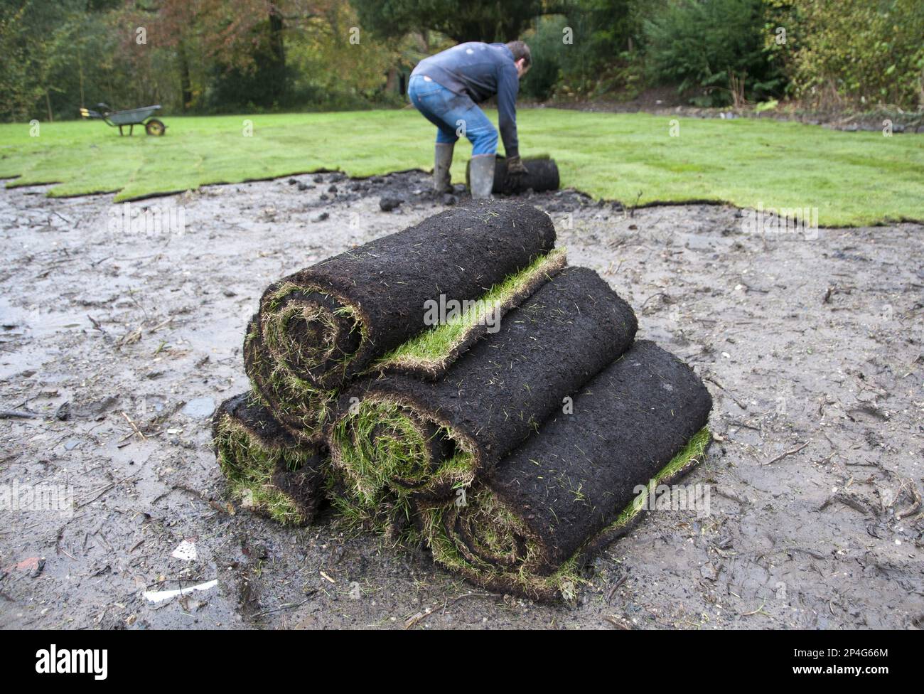 Rolls of lawn turf being laid in garden, England, United Kingdom Stock ...