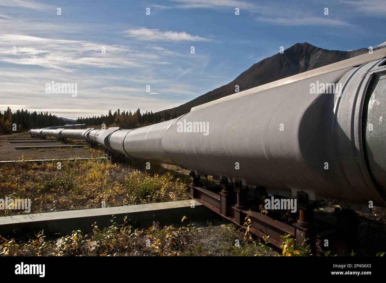 Oil pipeline crossing taiga habitat, Alaska Oil Pipeline, near Denali ...