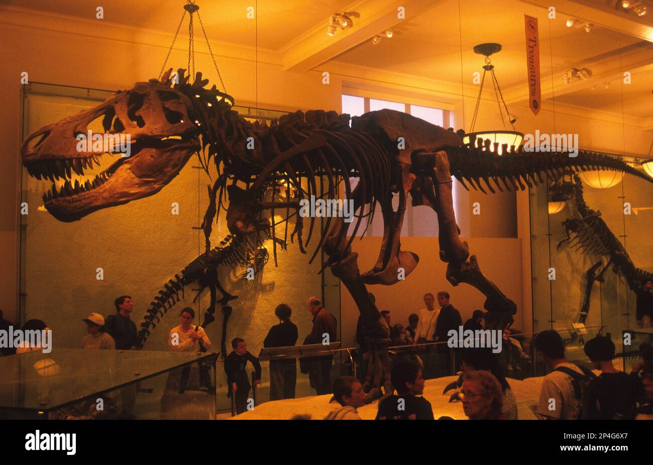 Tyrannosaurus Rex, recontructed fossil skeleton, American Museum of ...