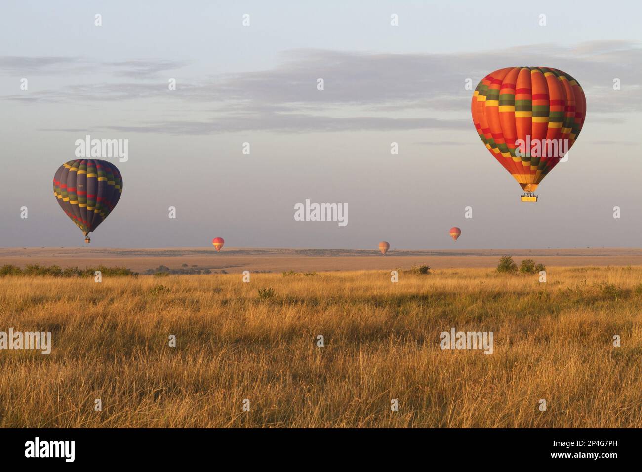 Ballooning, hot air balloons over savannah habitat, Masai Mara, Kenya ...
