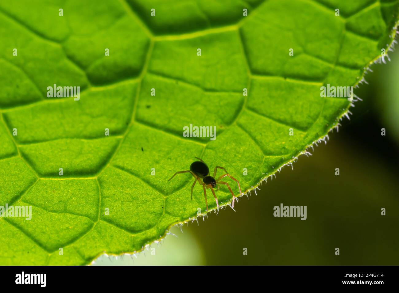 Spider under the leaf hi-res stock photography and images - Alamy