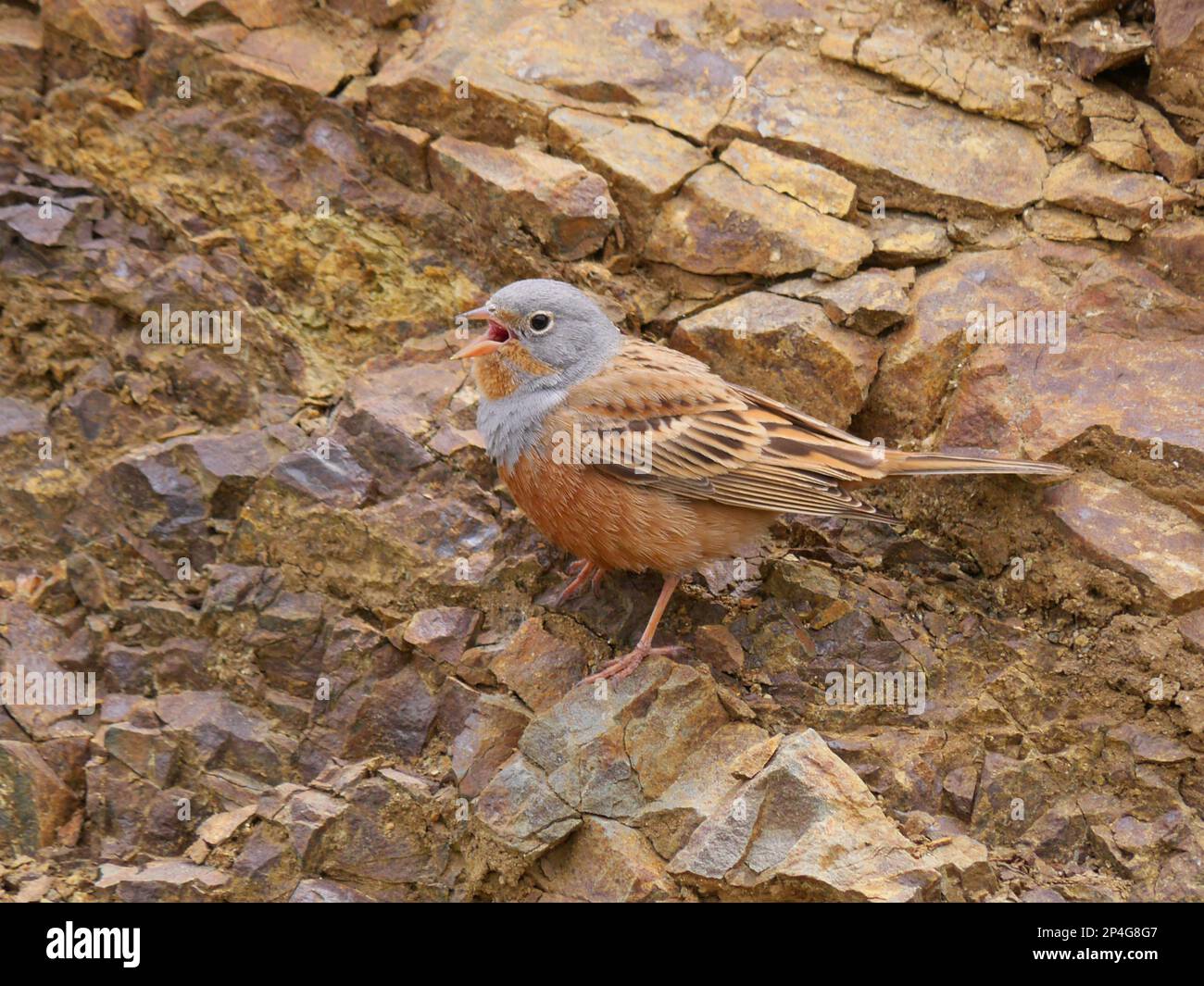 Cretzschmar's cretzschmar's bunting (Emberiza caesia), adult male ...