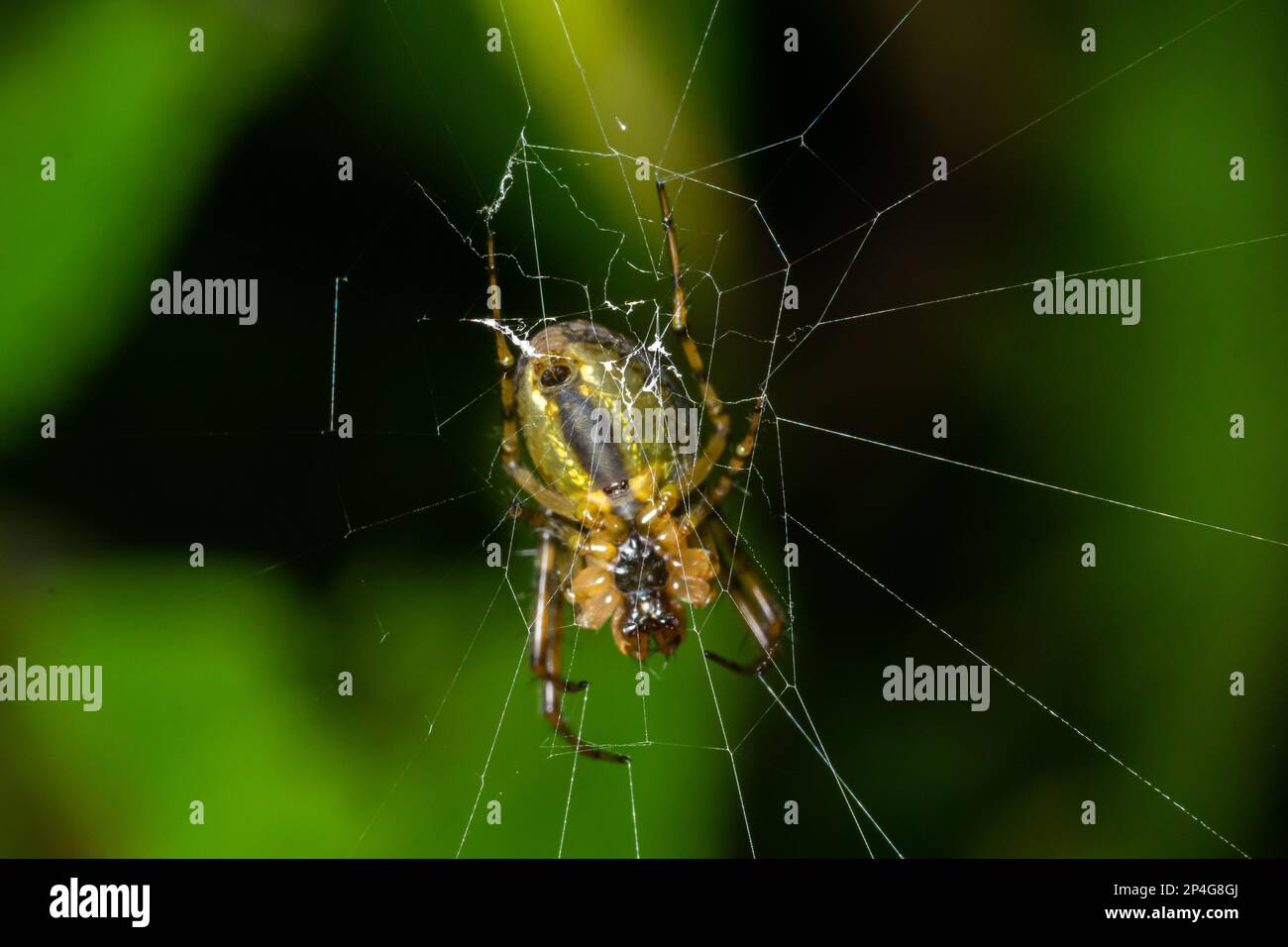 Neriene peltata is a species of spider belonging to the family ...