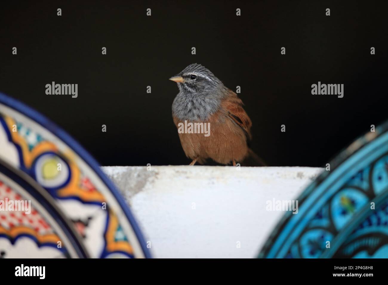 House Bunting, Songbirds, Animals, Birds, Buntings, House Bunting ...