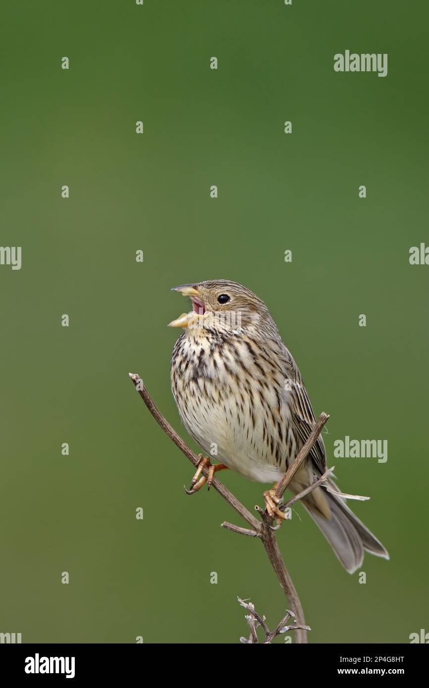 Corn bunting (Miliaria calandra), adult, singing, perching on ...