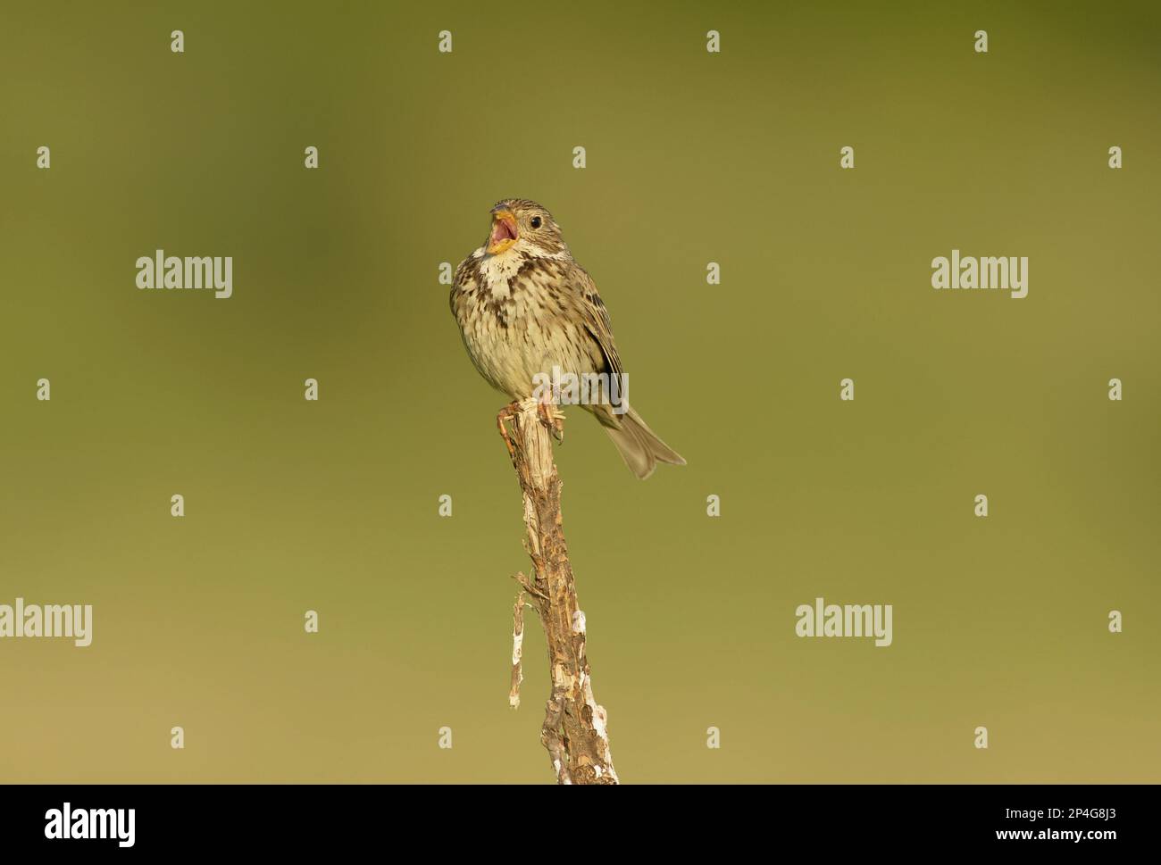 Corn bunting (Miliaria calandra), adult, singing, sitting on a branch ...