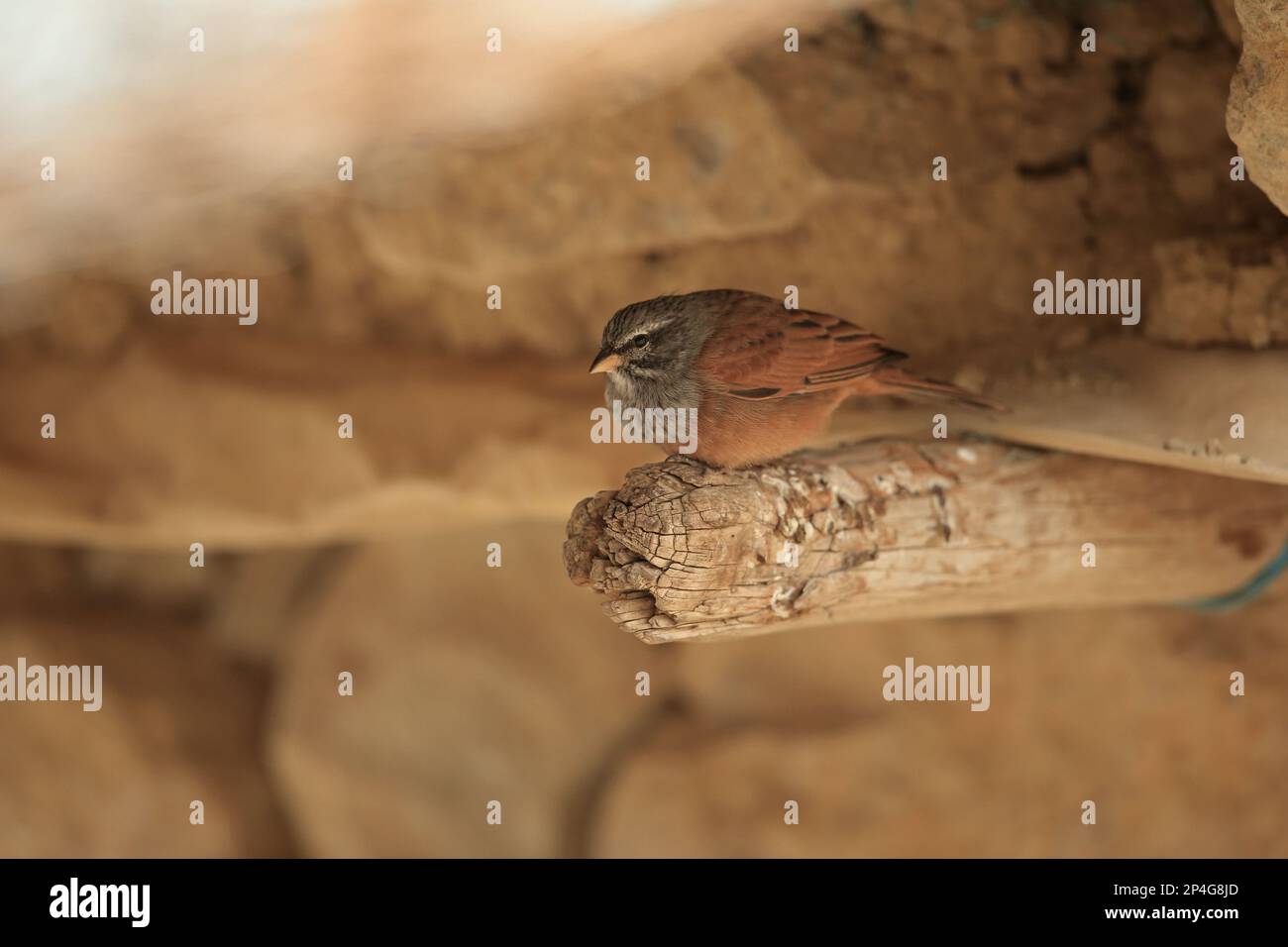House Bunting, Songbirds, Animals, Birds, Buntings, House Bunting ...