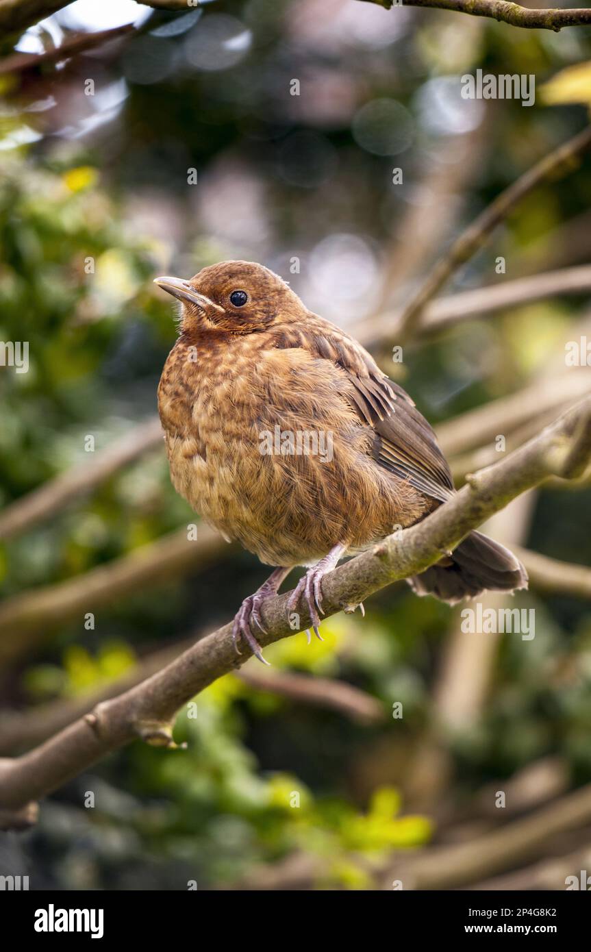 European blackbird (Turdus merula) juvenile, newly fledged, waiting for ...