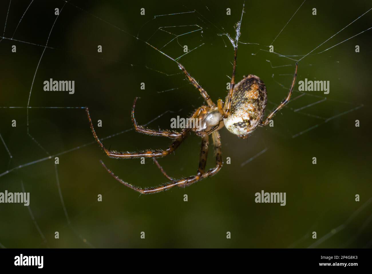 Spider Araneus diadematus with a cross on its back on a web against a ...