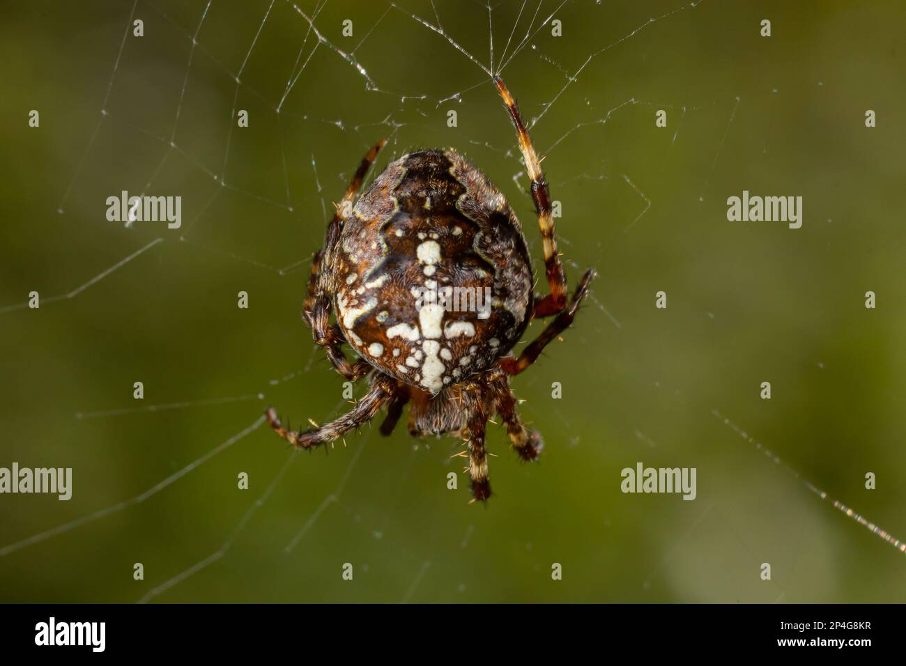 Spider Araneus diadematus with a cross on its back on a web against a ...