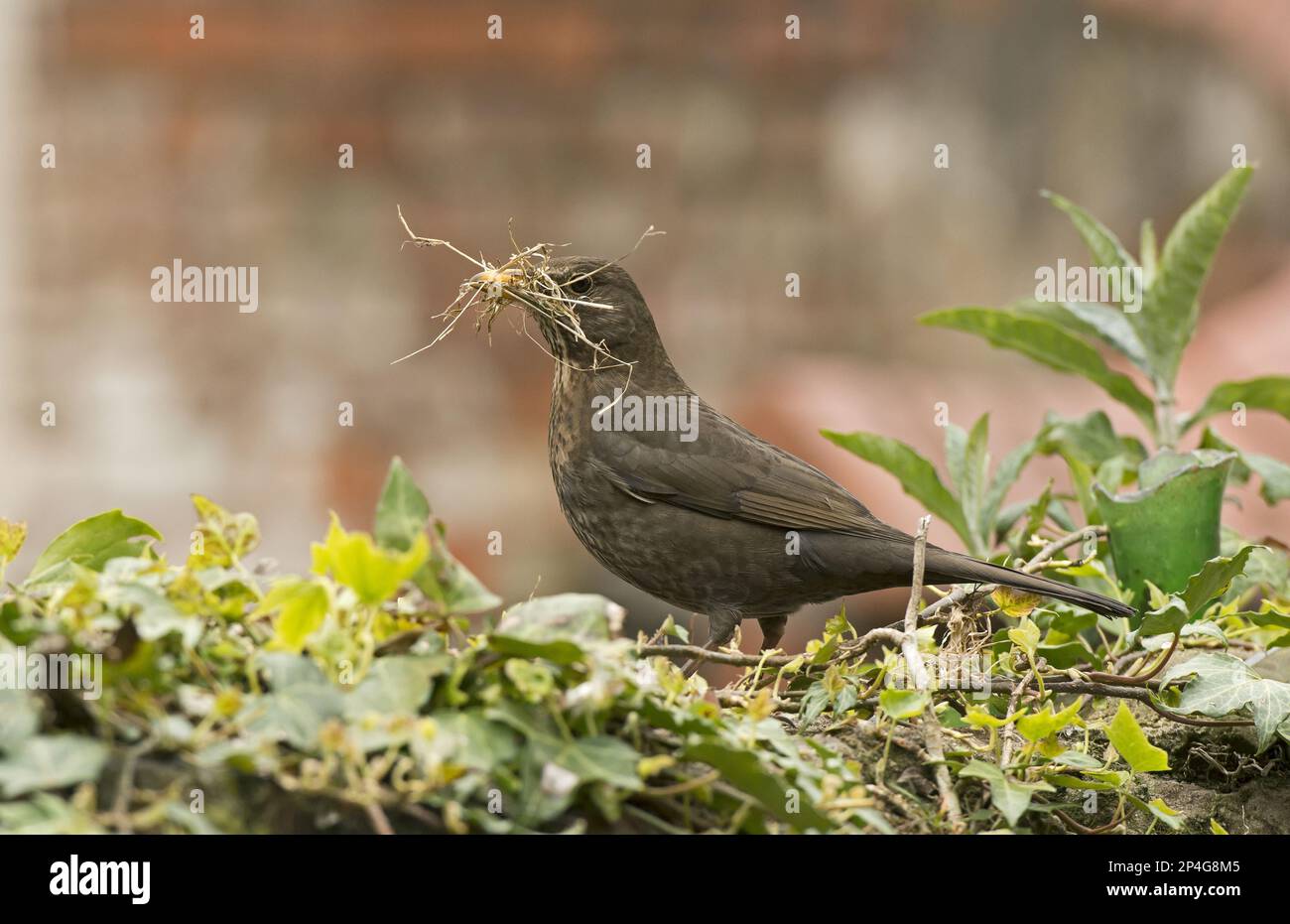 European Blackbird (Turdus merula) adult female, with nesting material ...