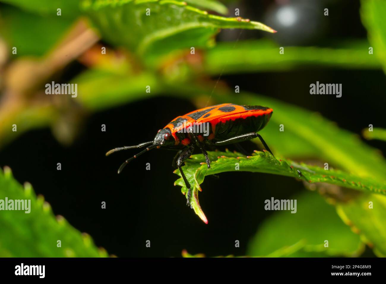Pyrrhocoris apterus wing hi-res stock photography and images - Alamy