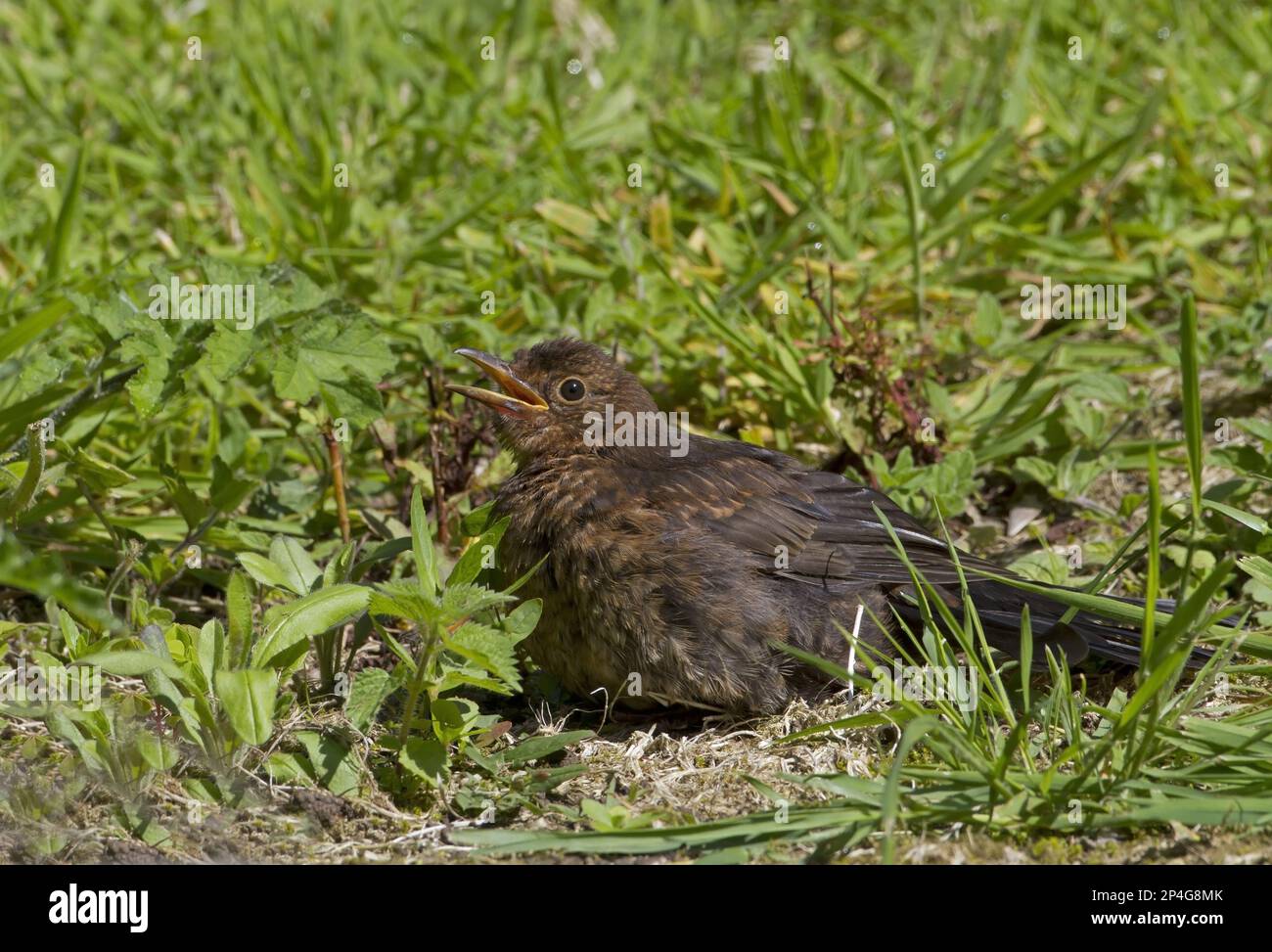 European Blackbird (Turdus merula) adult female, sunning on ground ...